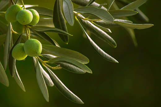 Olive leaf: Health benefits | Capsuline